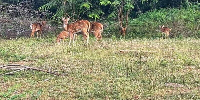 Yala private safari | Full day | Guided by a professional - The Practicalities: Cost, Comfort & Considerations