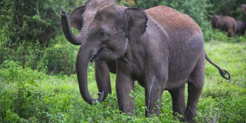 Yala private safari | Full day | Guided by a professional - What Travelers Say