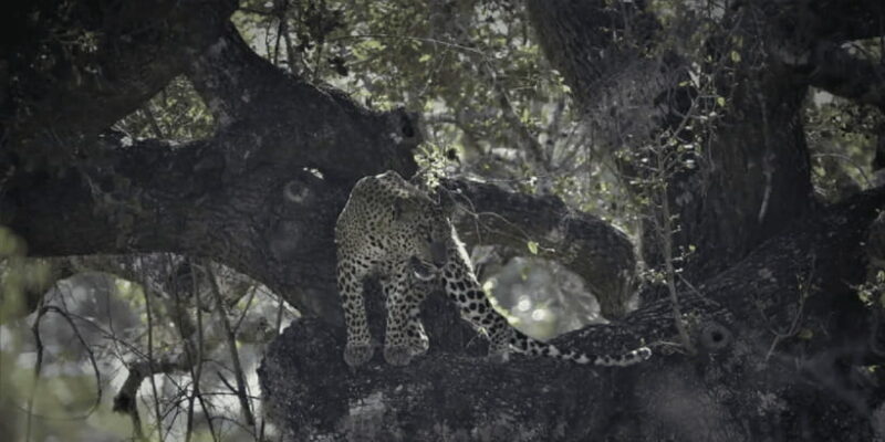 Yala private safari | Full day | Guided by a professional - The Sum Up: Who Will Love This Safari?