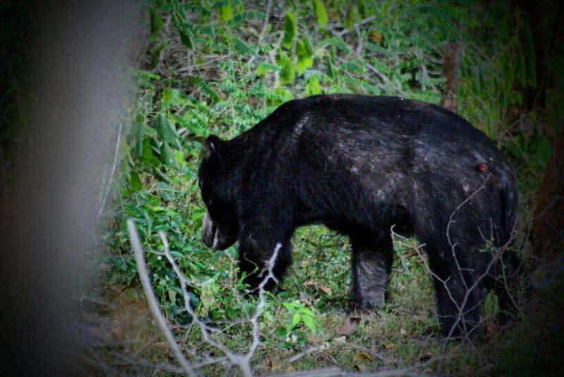 Yala Safari : 7 & 12-Hour Leopard Jeep Tours with Breakfast - Considerations Before Booking