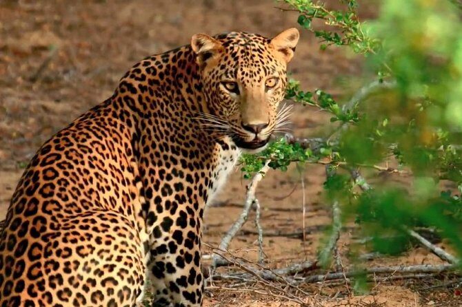 Yala Safari & Bundala Bird Watching Safari ( All Inclusive) From Mirissa - Key Points