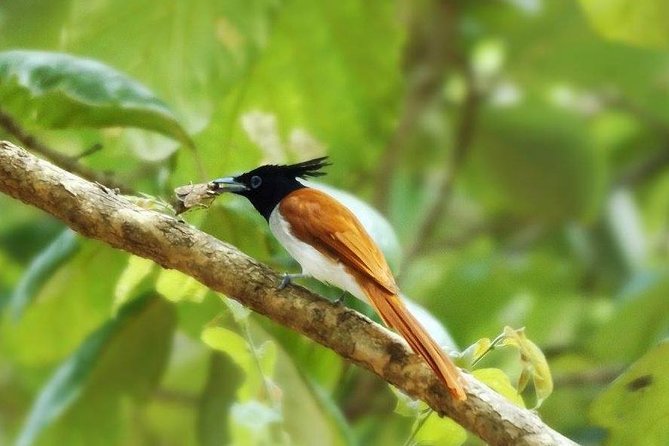 Yala Safari by Yala Safari Wonders - FAQ