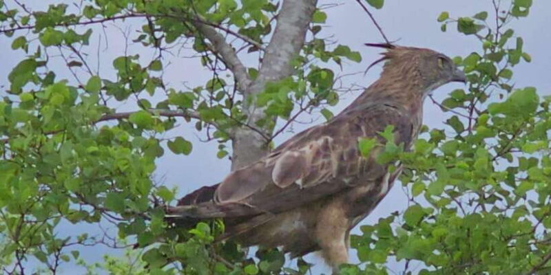 Yala Safari Day Tour - Bentota/Aluthgama/Ahungalla/Kosgoda - Key Points