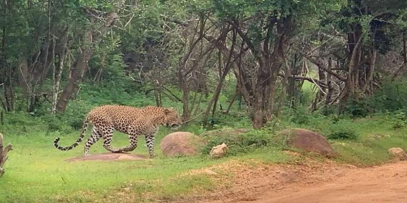 Yala Safari Day Tour - Bentota/Aluthgama/Ahungalla/Kosgoda - Key Points to Remember