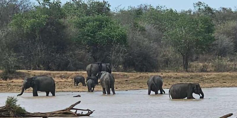 Yala Safari Day Tour - Bentota/Aluthgama/Ahungalla/Kosgoda - What We Think About the Price and Value