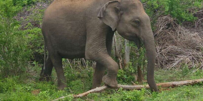 Yala Safari Day Tour - Bentota/Aluthgama/Ahungalla/Kosgoda - Transportation and Timing: Why It Matters