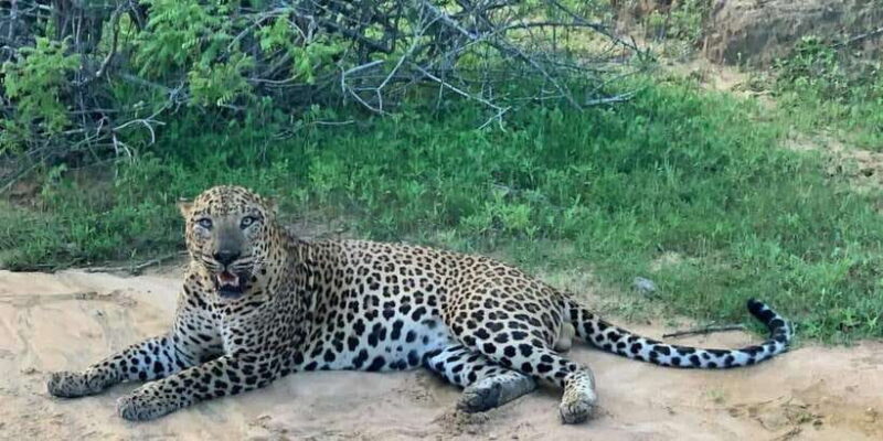 Yala Safari Day Tour - Bentota/Aluthgama/Ahungalla/Kosgoda - Summary: Is This Tour Right for You?