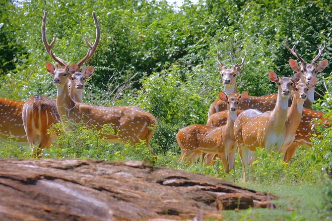 Yala Safari Day Trip from Bentota/ Kalutara/ Ahungalla/ Hikkaduwa - Who Should Consider This Tour?