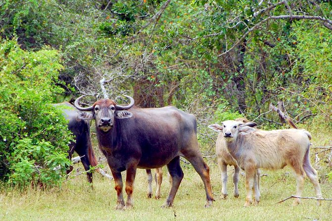 Yala Safari Day Trip from Bentota/ Kalutara/ Ahungalla/ Hikkaduwa - FAQs