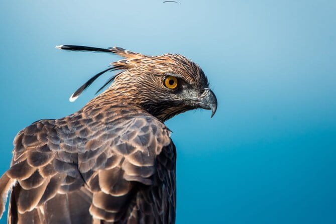 Yala Safari Day Trip from Ella/ Tangalle/ Dikwella/ Hambantota - The Sum Up: Is It Worth It?