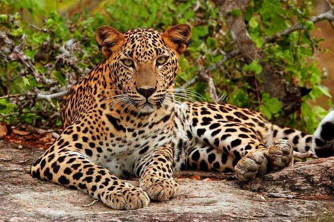 Yala Safari Drive From Ella - The Experience: From Pickup to Return