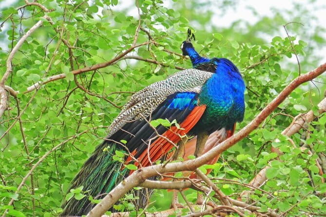 Yala Safari Drive From Ella - The Meal and Comfort