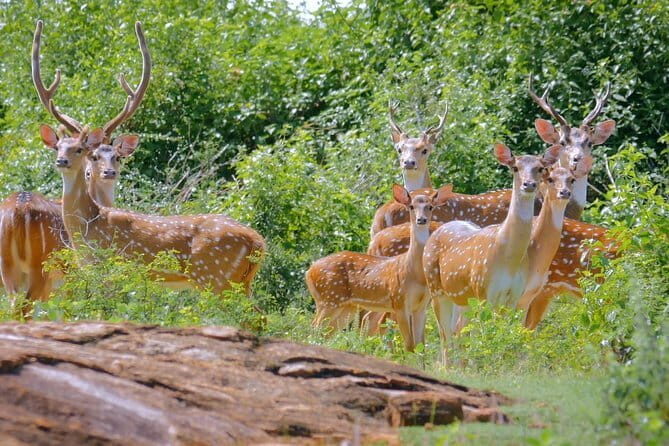 Yala Safari Drive From Ella - Who Should Consider This Safari?