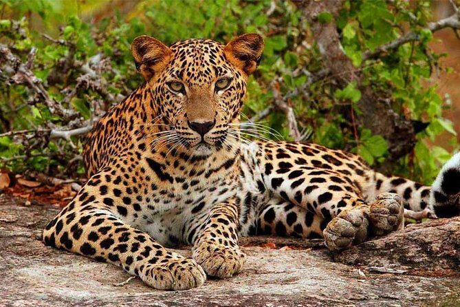 Yala Safari Drive From Galle, Weligama, Mirissa & Dickwella - Who Will Love This Tour?