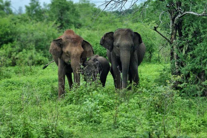 Yala safari from Galle / Unawatuna / Waligama / MIrissa / Matara - Key Points