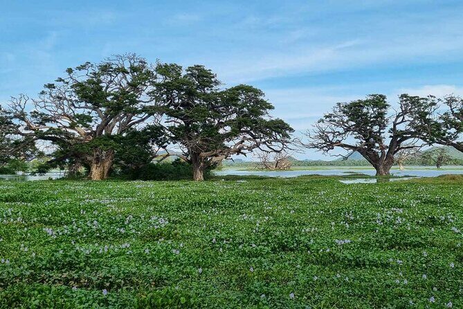 Yala safari from Galle / Unawatuna / Waligama / MIrissa / Matara - Final Thoughts: Is This Tour Right for You?