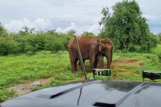 Yala safari from Galle / Unawatuna / Waligama / MIrissa / Matara - In closing