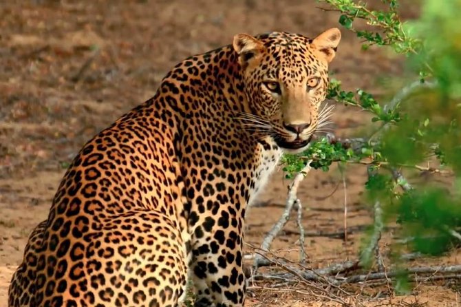 Yala Safari from Hambantota Port by BTM - Private & All Inclusive - Key Points