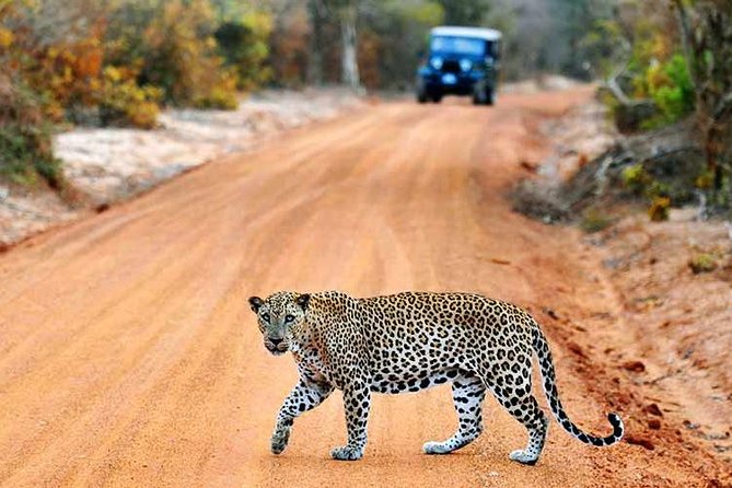 Yala Safari from Hambantota Port by BTM - Private & All Inclusive - The Sum Up: Who Will Love This Safari?