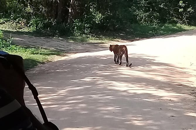 Yala Safari From Kaluthara - Bantota - ahaungalla -Hikkaduwa - And Surround - Key Points