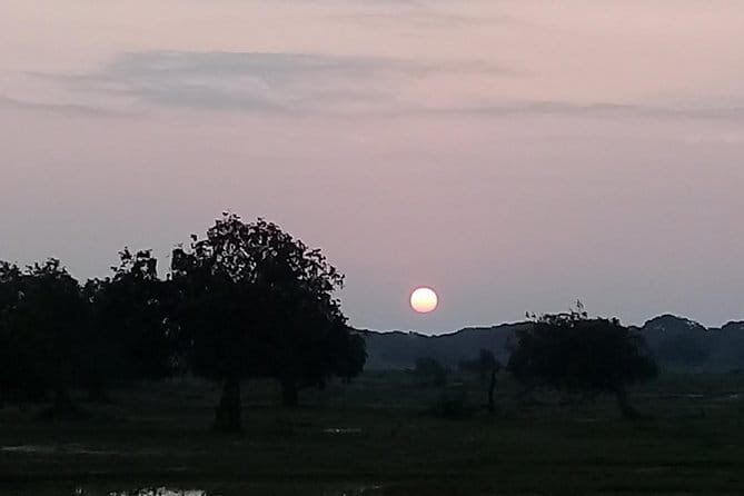 Yala Safari From Kaluthara - Bantota - ahaungalla -Hikkaduwa - And Surround - Why This Tour Offers Good Value