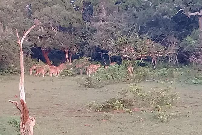 Yala Safari From Kaluthara - Bantota - ahaungalla -Hikkaduwa - And Surround - Final Thoughts