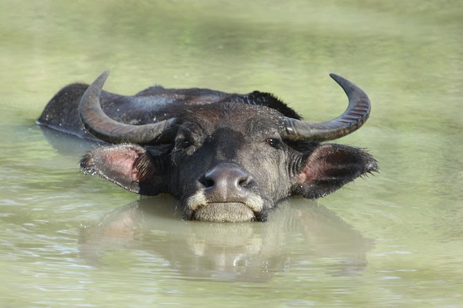 Yala Safari Jeep tour with Abraham Travel - Who Should Consider This Tour?