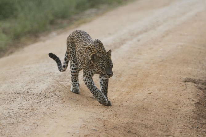 Yala Safari Jeep tour with Abraham Travel - The Sum Up: Is This Safari Worth It?