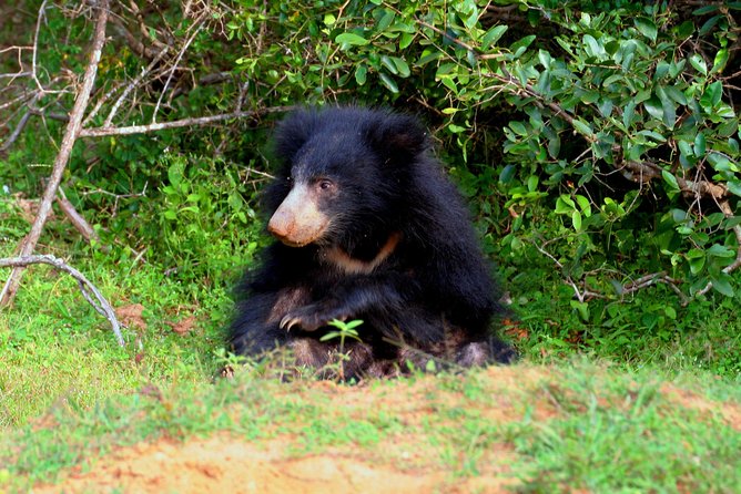 Yala Safari Jeep tour with Abraham Travel - FAQ