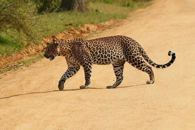 Yala Safari Private Day Tour From Kaluthara/Beruwala/Bentota/Kosgoda/Ahungalla - Key Points