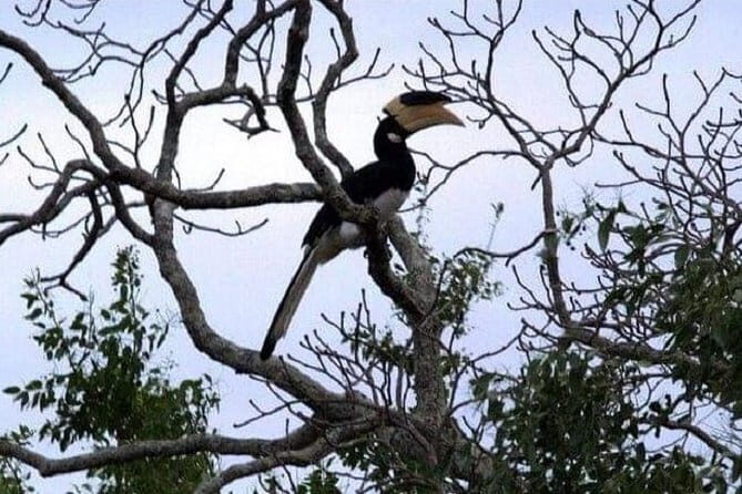 Yala Safari Private Day Tour From Kaluthara/Beruwala/Bentota/Kosgoda/Ahungalla - The Value of This Safari