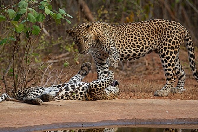 Yala Safari Private Day Tour Kaluthara/Beruwala/Bentota/Kosgoda/Ahungalla - The Itinerary in Detail