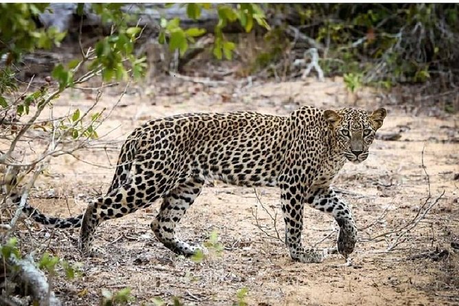 Yala Safari Private Day Tour Kaluthara/Beruwala/Bentota/Kosgoda/Ahungalla - Who Will Love This Tour?