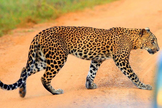 Yala Safari Private Day Trip from Bentota and Kalutara Areas - Introduction