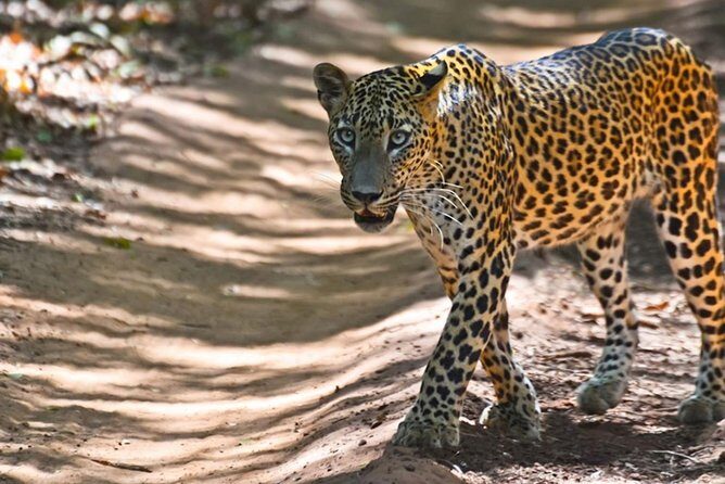 Yala Safari Private Day Trip from Bentota and Kalutara Areas - Final Thoughts