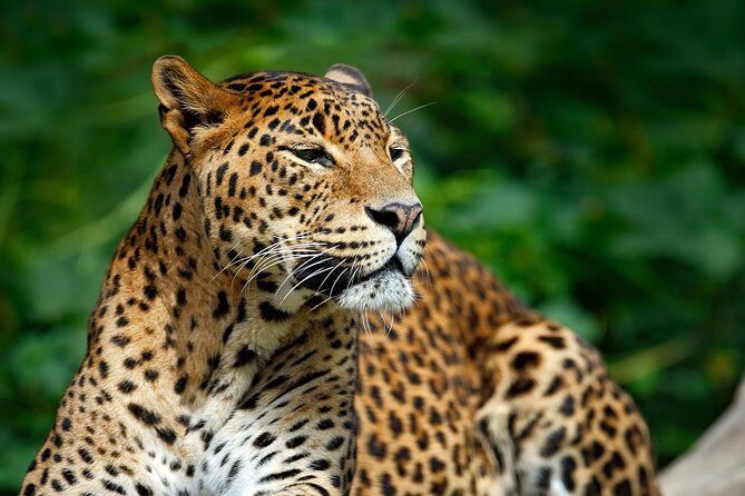 Yala Safari Private Day Trip from Bentota and Kalutara Areas - FAQ