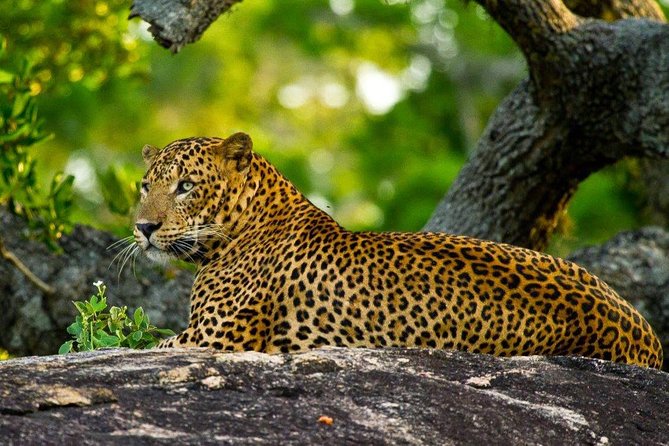 Yala Safari Private Day Trip with Return Transport -All Inclusive - Who Should Book This Tour?