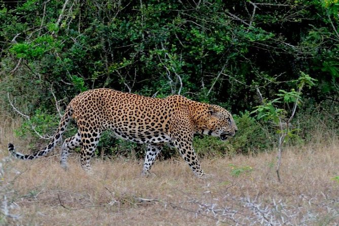Yala Safari Private Day Trip with Return Transport -All Inclusive - FAQs
