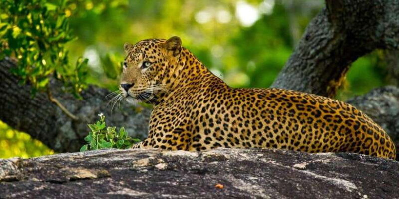 Yala Safari (Private) from Yala & Tissamaharama area. - Key Points