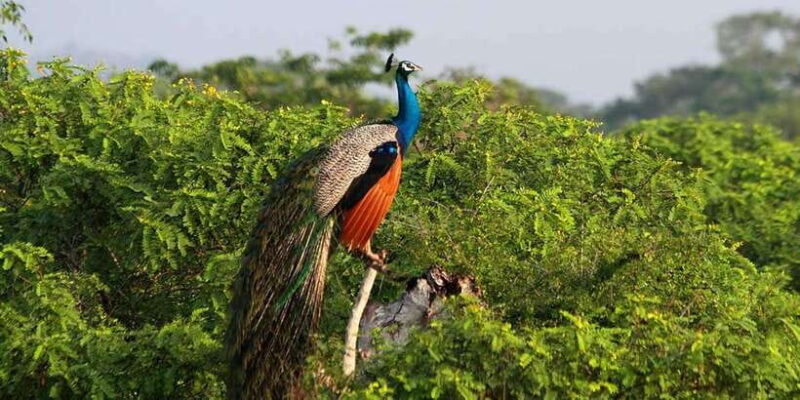 Yala Safari (Private) from Yala & Tissamaharama area. - Practical Tips for Your Safari