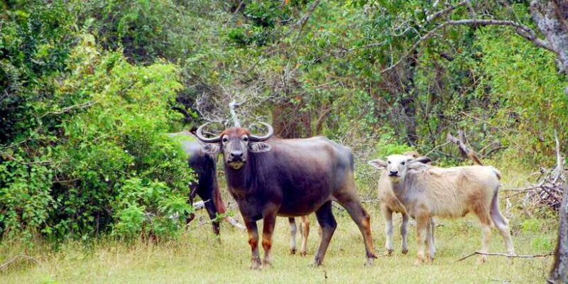 Yala Safari (Private) from Yala & Tissamaharama area. - FAQ