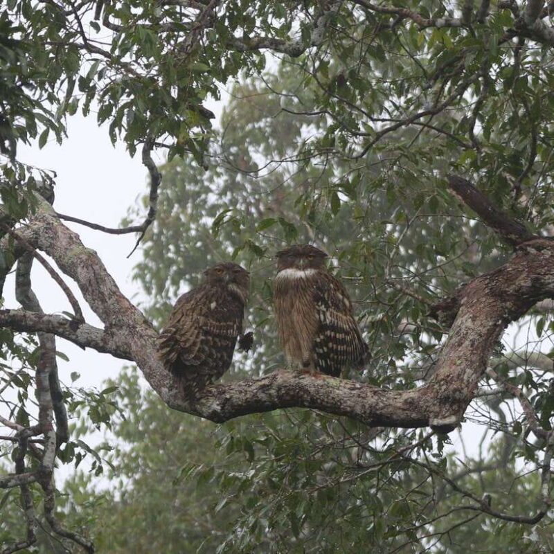 Yala Safari Tour from Galle/Mirissa/Matara/Tangalle/Ella - The Driving and Transportation Experience