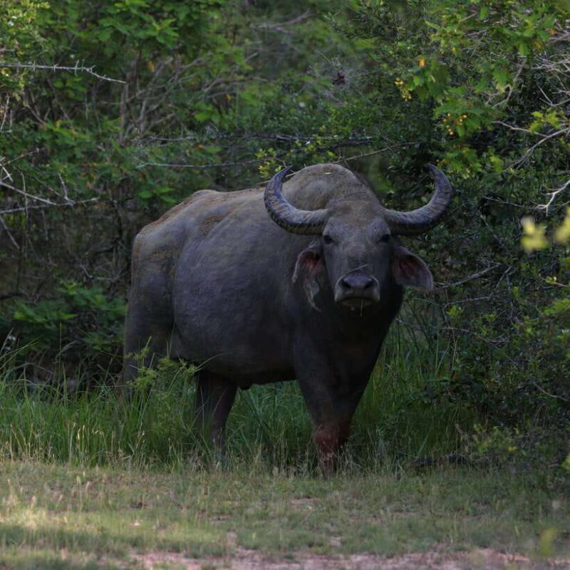 Yala Safari Tour from Galle/Mirissa/Matara/Tangalle/Ella - The Value of the Price