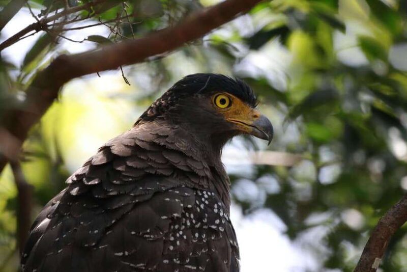 Yala Safari Tour from Galle/Mirissa/Matara/Tangalle/Ella - The Sum Up