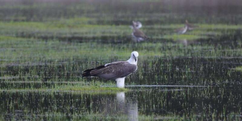 Yala Safari Tour from Galle/Mirissa/Matara/Tangalle/Ella - FAQ