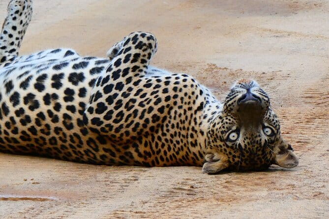 YALA SAFARI TOUR From Galle/Unawatuna/Mirissa/Matara/Tangalle - Key Points