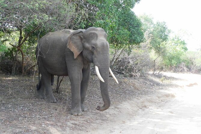 YALA SAFARI TOUR From Galle/Unawatuna/Mirissa/Matara/Tangalle - Detailed Itinerary Breakdown