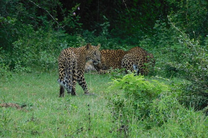 YALA SAFARI TOUR From Galle/Unawatuna/Mirissa/Matara/Tangalle - Authentic Experiences and Traveler Feedback