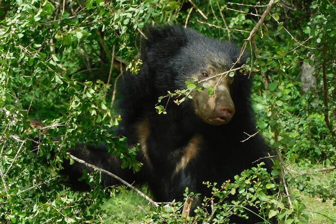 YALA SAFARI TOUR From Galle/Unawatuna/Mirissa/Matara/Tangalle - Final Thoughts: Is This Tour Right for You?