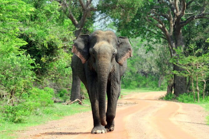 YALA SAFARI TOUR from Galle/Unawatuna/Mirissa/Tangalle/Ella - Final Thoughts: Is This Tour Worth It?